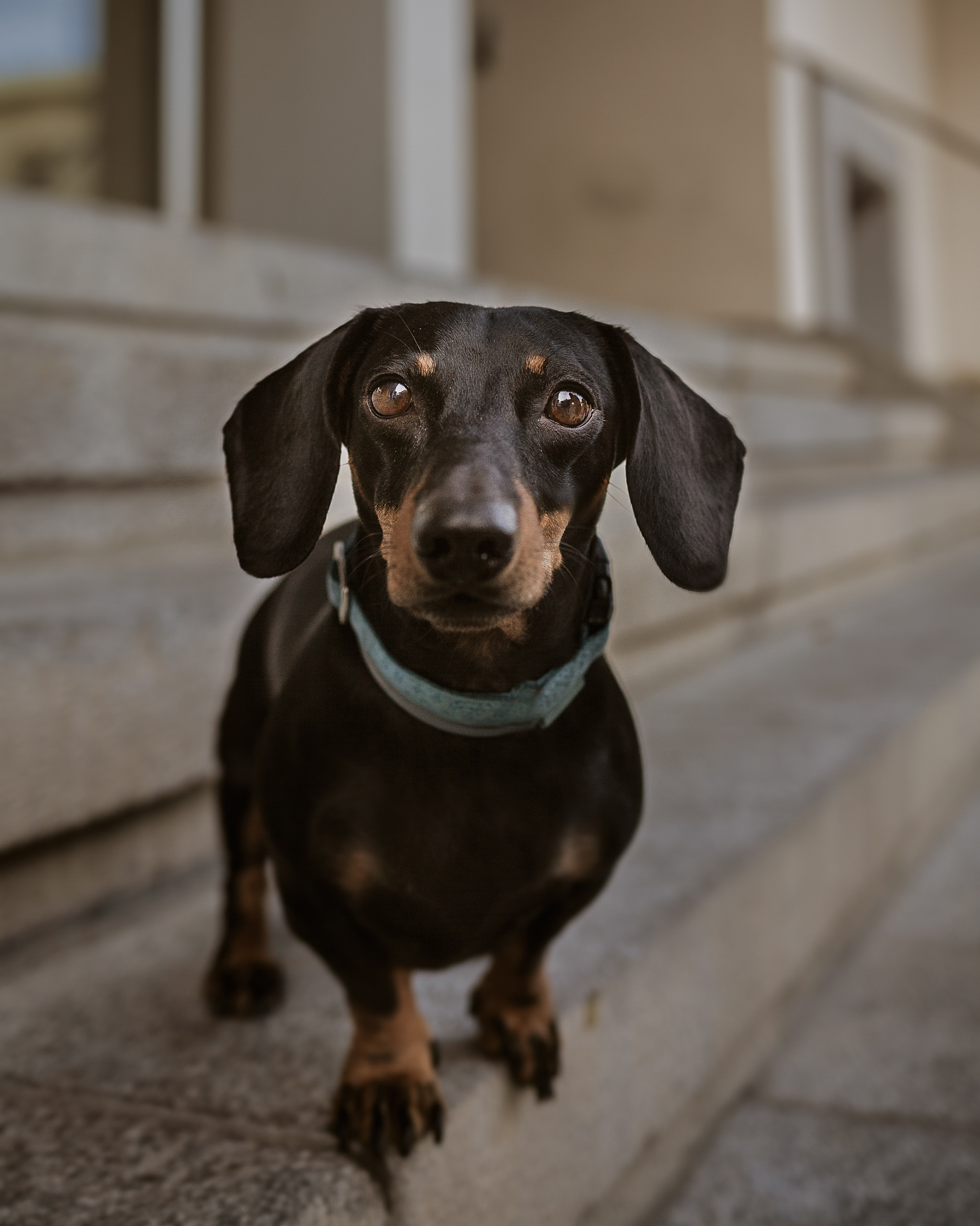 Fotógrafo de perros y familias. Perro Que Ríe. - PERRO QUE RÍE